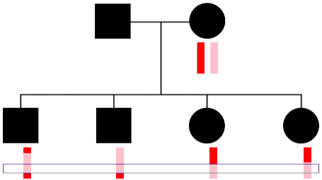 Parent reconstruction – HAPI-DNA